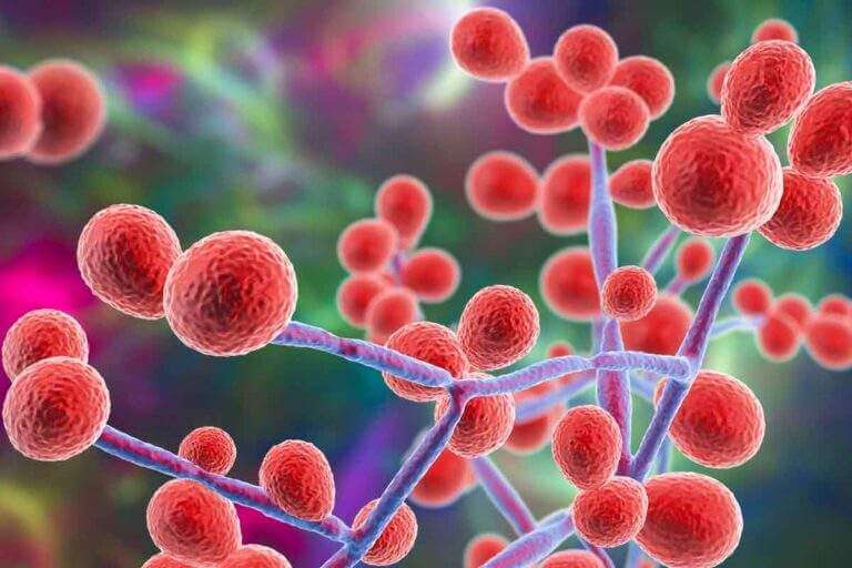 Tratament candidoza vaginala (ghid extins)- NaturaMed